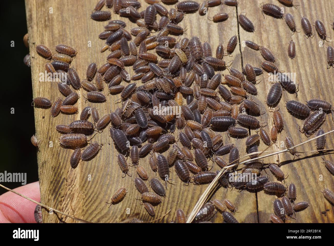 Common rough woodlice, rough woodlouse (Porcellio scaber), family ...