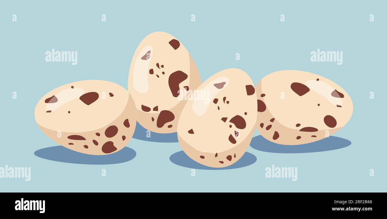 Quail eggs vector concept Stock Vector Image & Art - Alamy