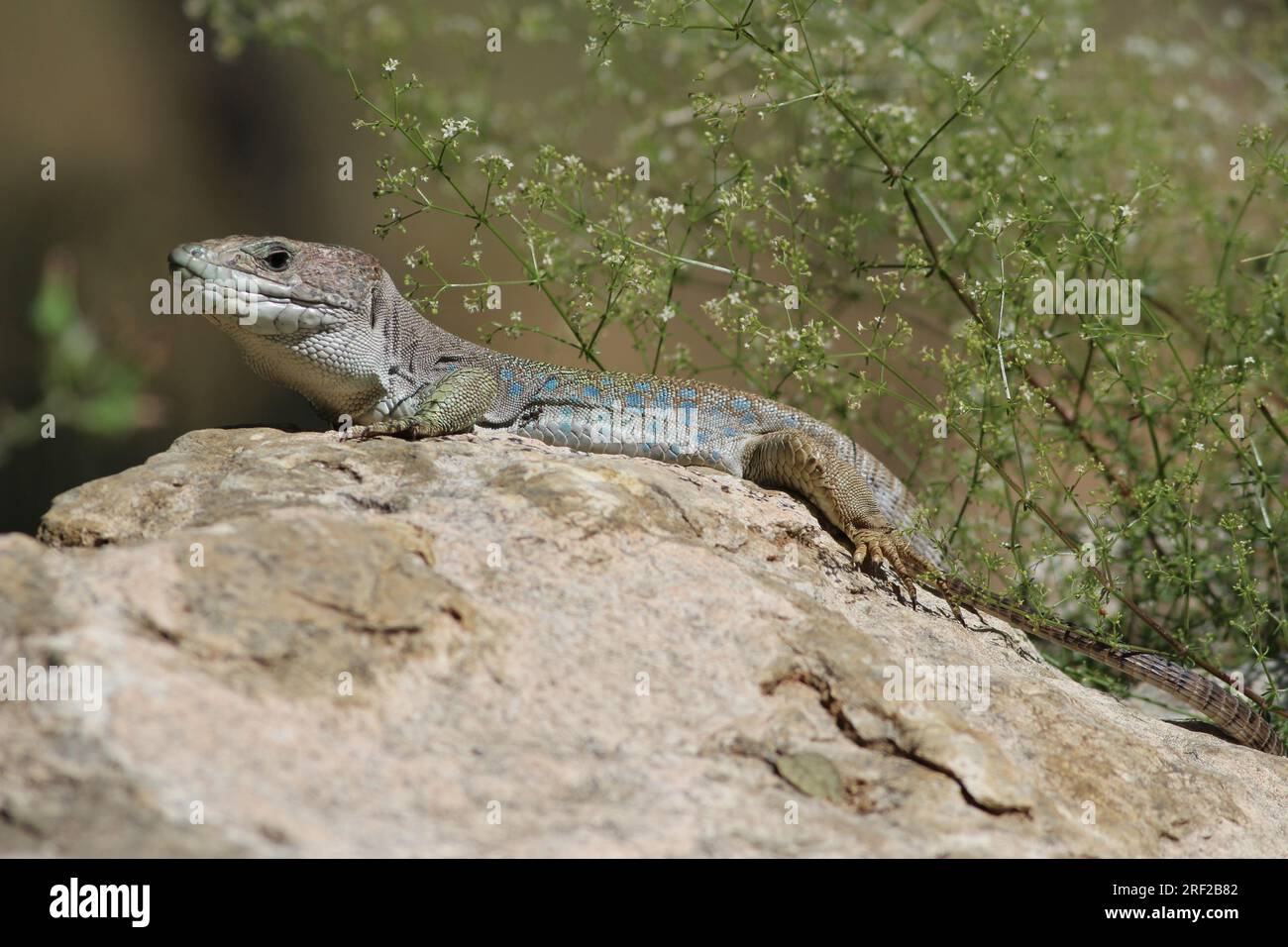Spanish lizard hi-res stock photography and images - Alamy