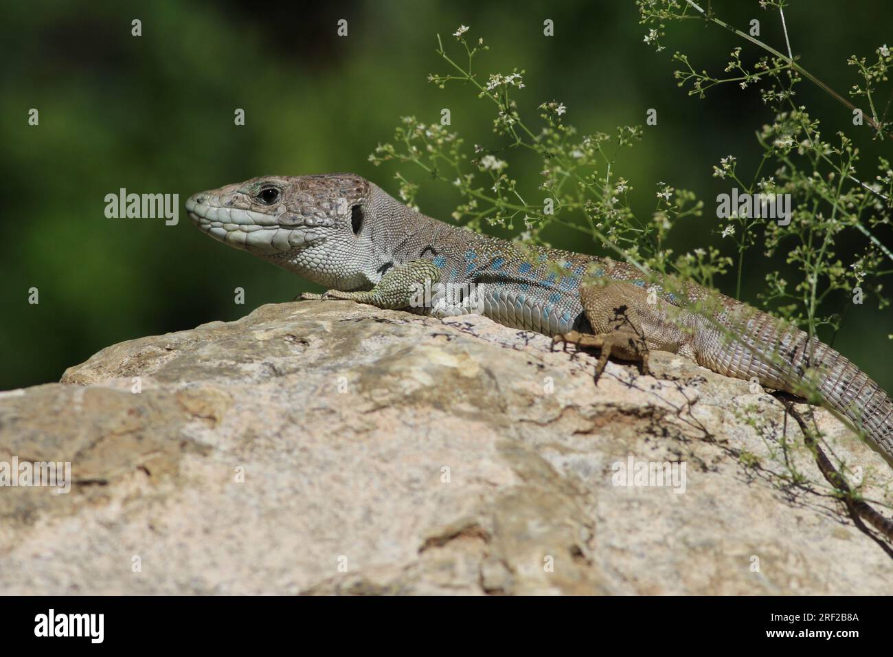 Ocellated Lizard On A Rock Stock Photo - Alamy