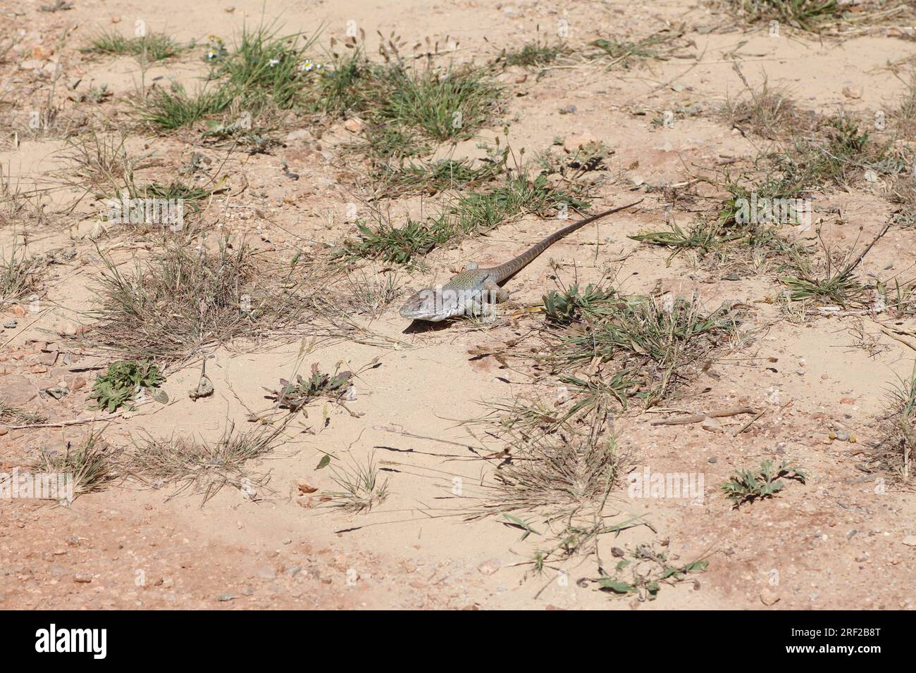 Running lizard hi-res stock photography and images - Alamy