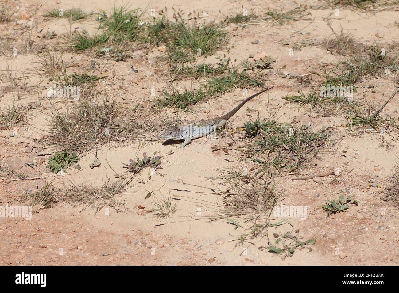 Lizard running hi-res stock photography and images - Alamy
