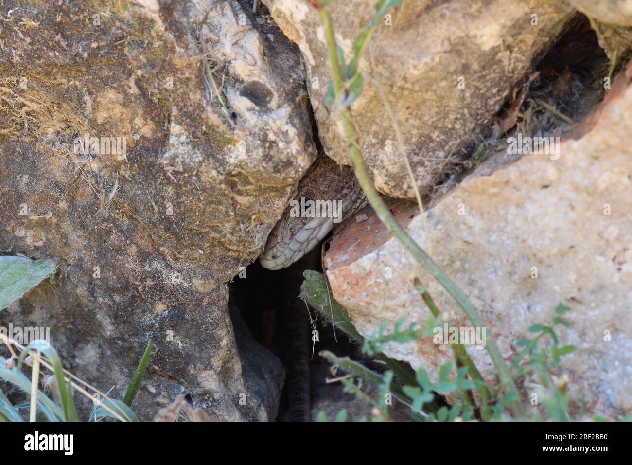 Ocellated Lizard Hiding Stock Photo - Alamy