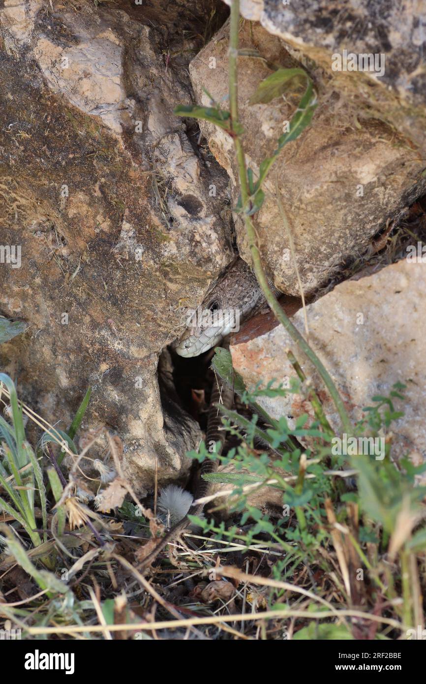Ocellated Lizard Hiding Stock Photo - Alamy