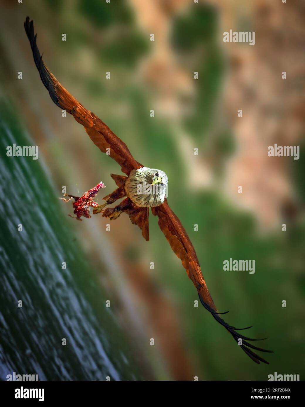 The Brahminy kite swooping low over the water. ODISHA; INDIA: DAZZLING ...