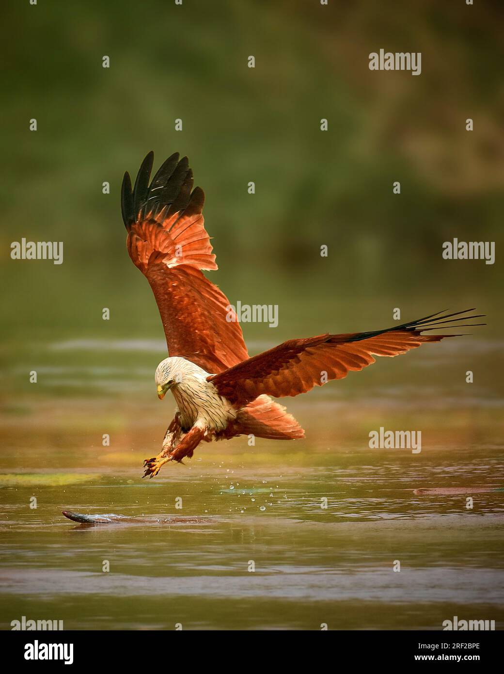 The Brahminy kite making a catch. ODISHA; INDIA: DAZZLING photographs ...