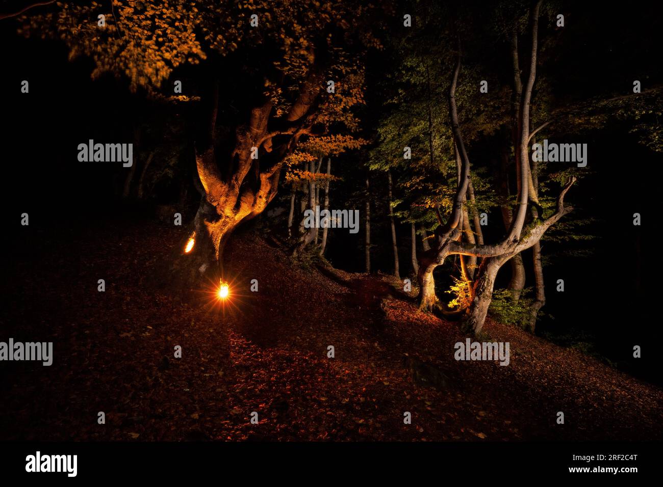Night forest lightened with light beam and candles Stock Photo - Alamy