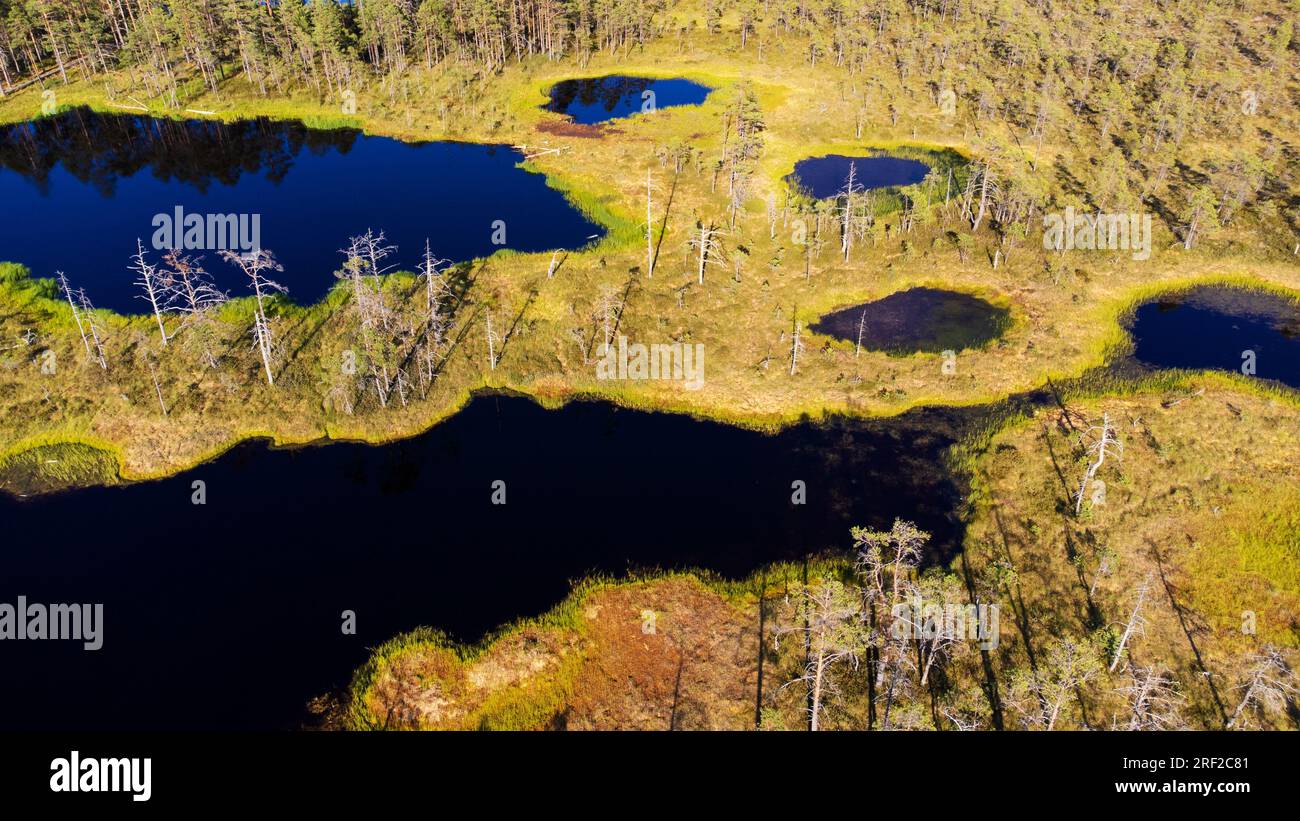 Viru peat bog in hi-res stock photography and images - Alamy