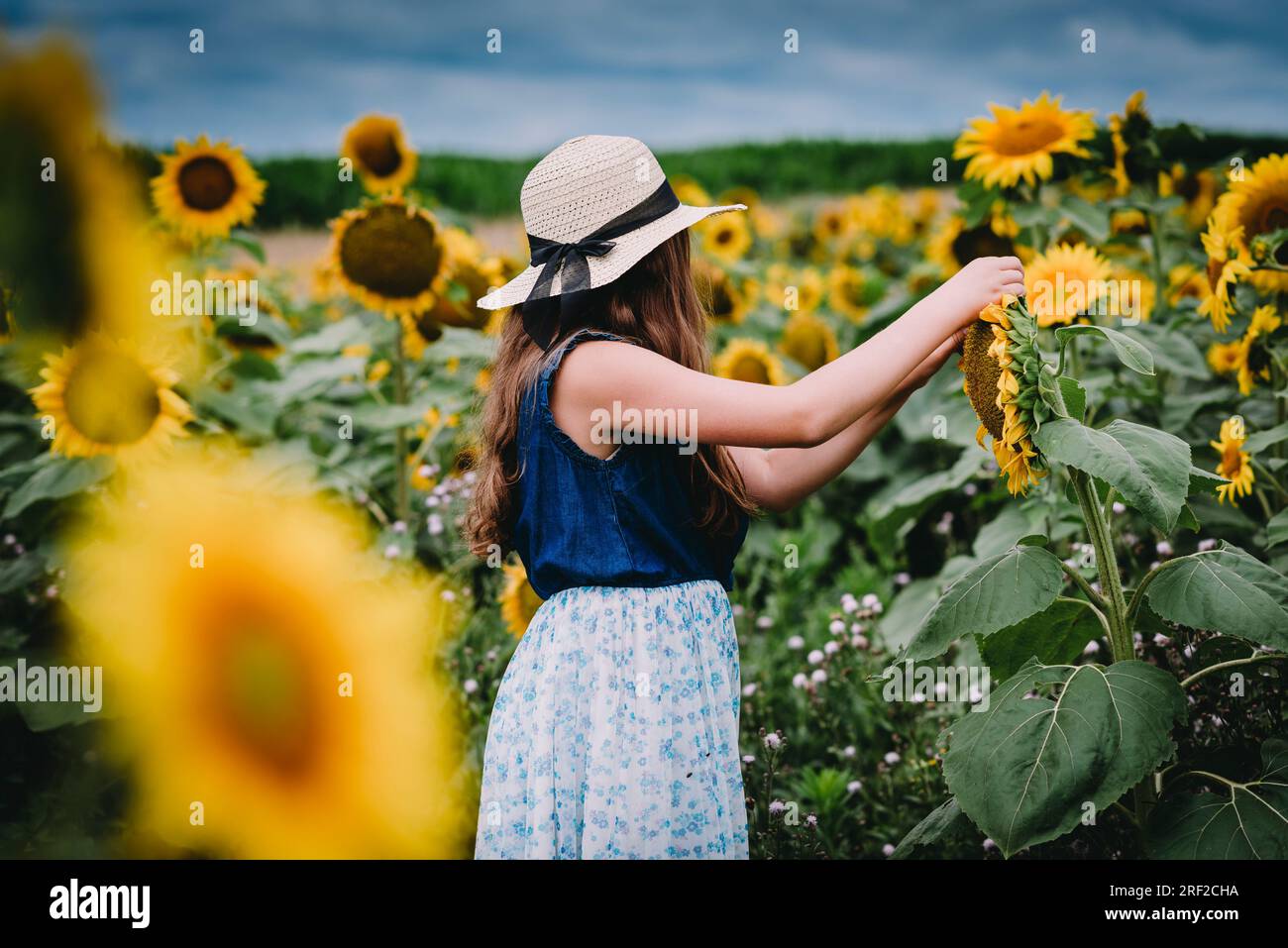 Girl Picking Sunflowers in a Field in Bryan, Ohio Stock Photo - Alamy