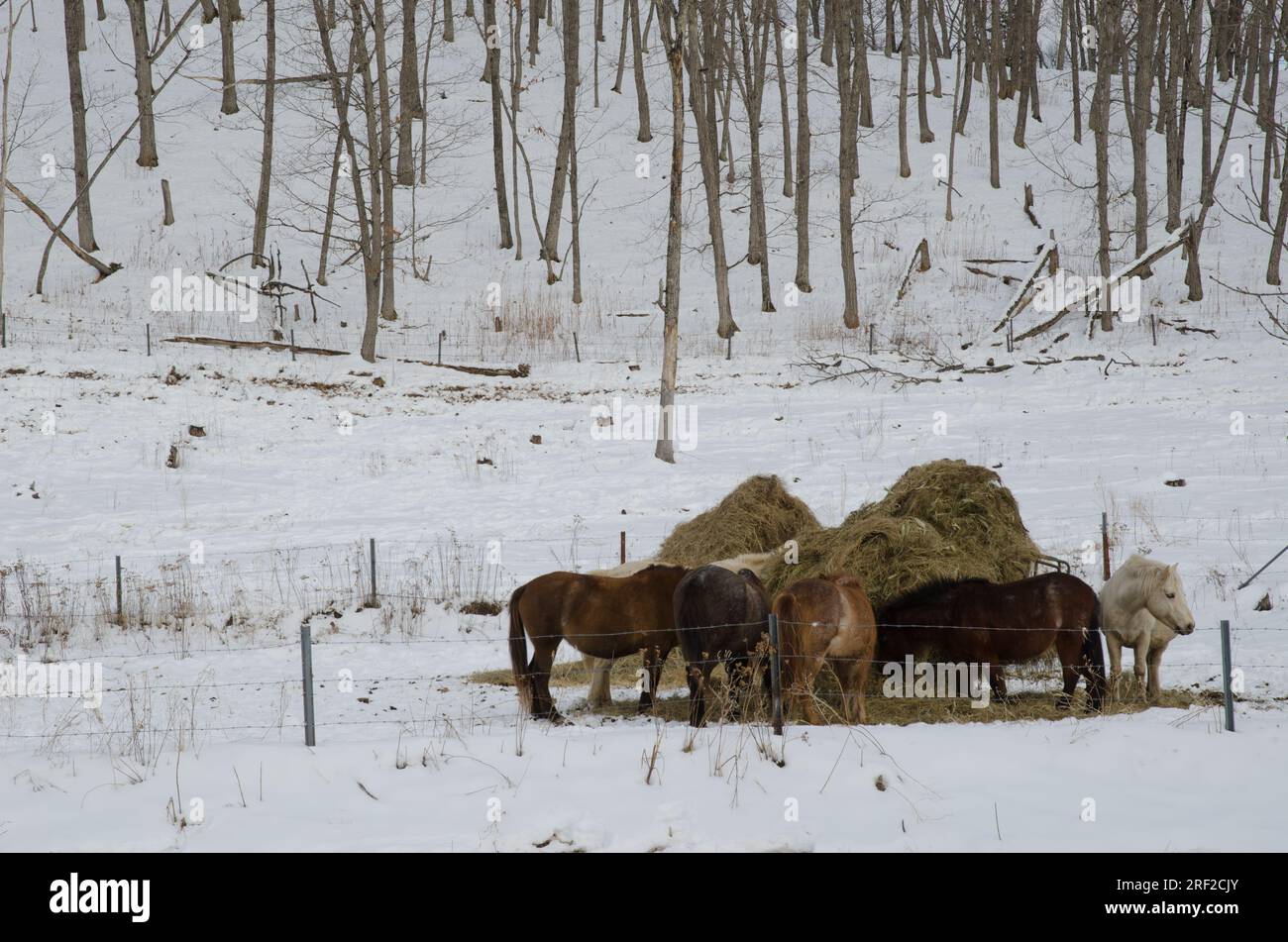 Dosanko horses eating straw. Tsurui Dosanko Ranch. Kushiro. Hokkaido ...