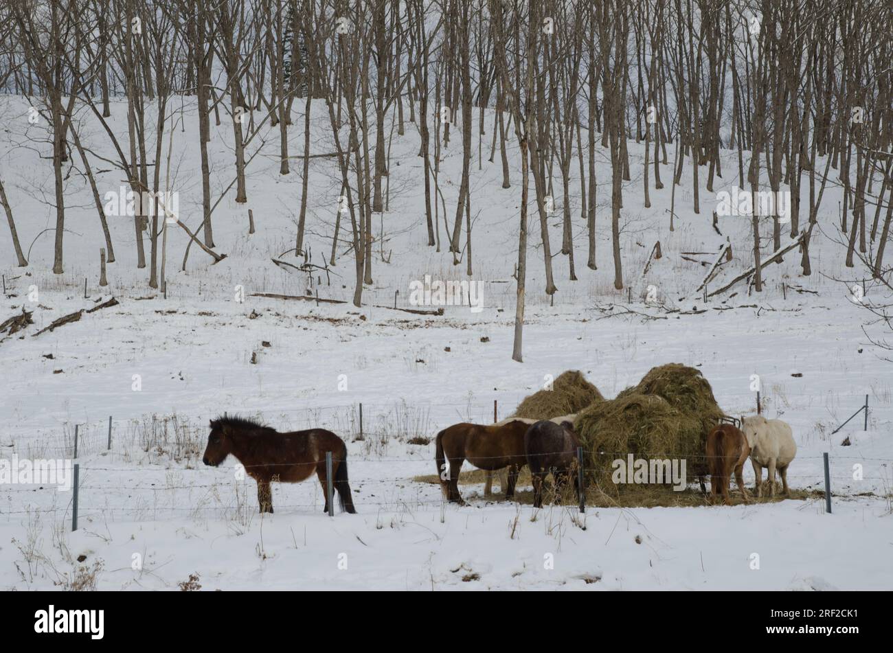 Herd of Dosanko horses. Tsurui Dosanko Ranch. Kushiro. Hokkaido. Japan ...