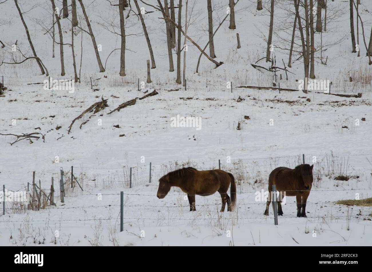 Dosanko horses in a snowy landscape. Tsurui Dosanko Ranch. Kushiro ...