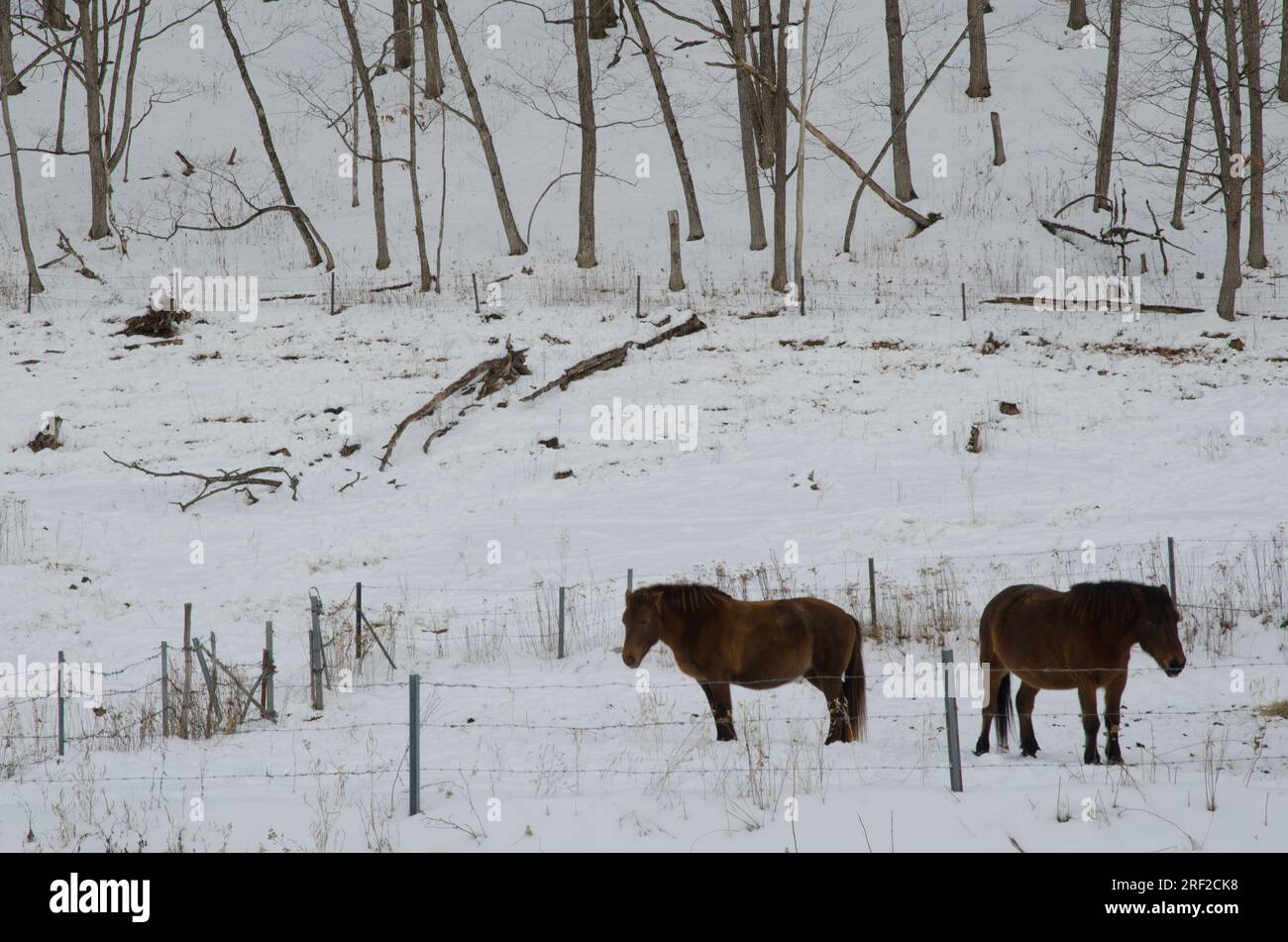 Dosanko horses in a snowy landscape. Tsurui Dosanko Ranch. Kushiro ...