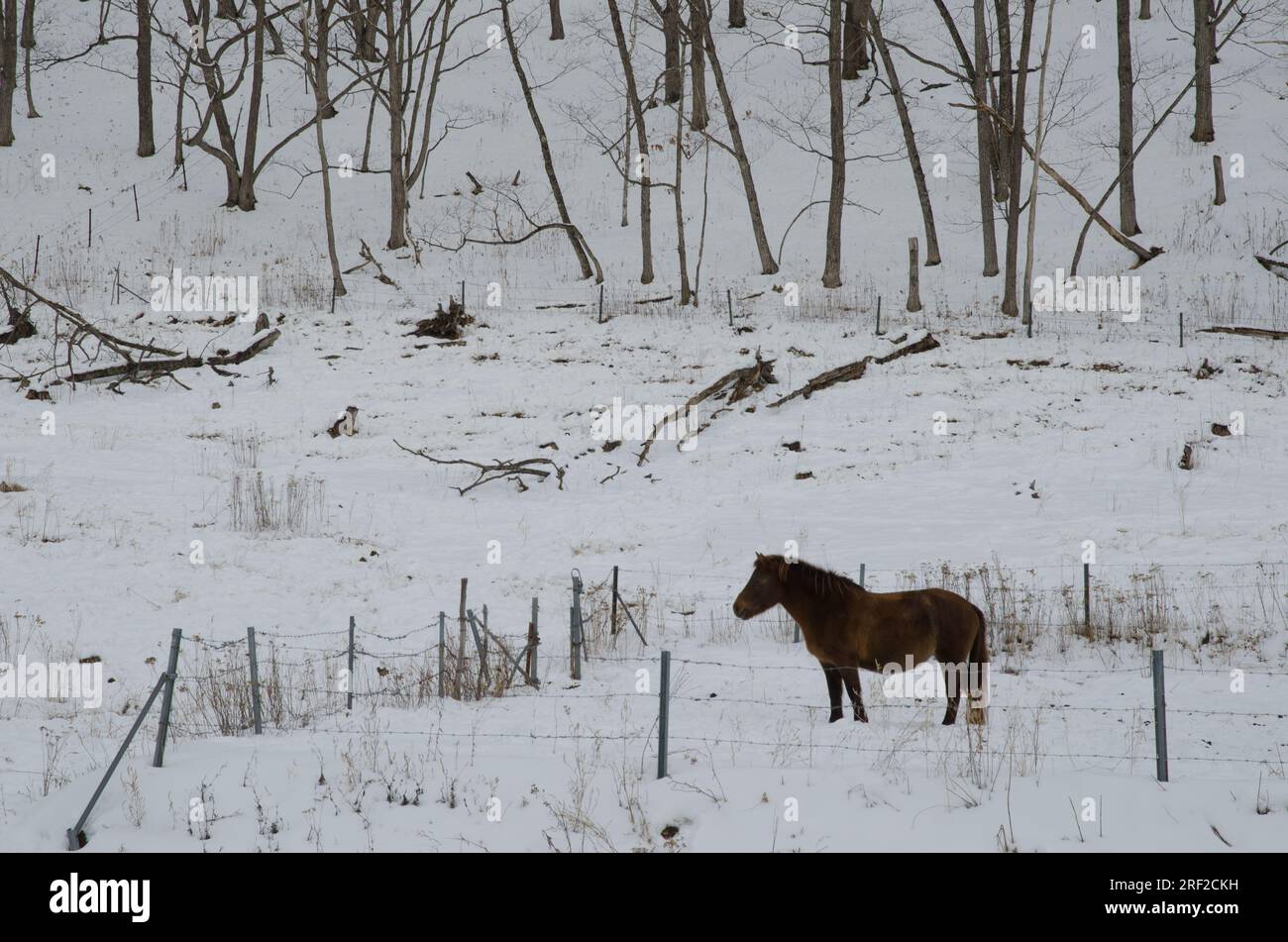 Dosanko horse in a snowy landscape. Tsurui Dosanko Ranch. Kushiro ...