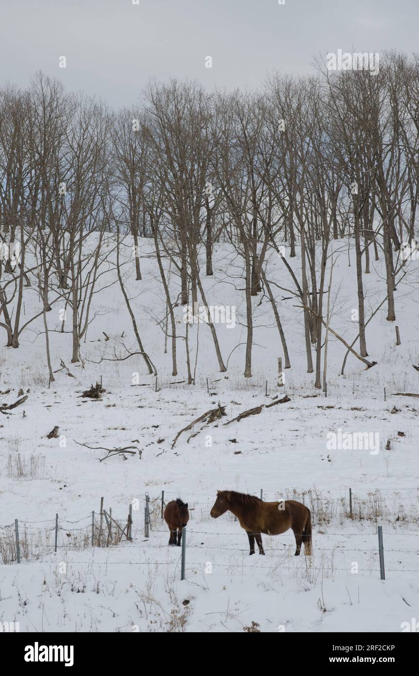 Dosanko horses in a snowy landscape. Tsurui Dosanko Ranch. Kushiro ...