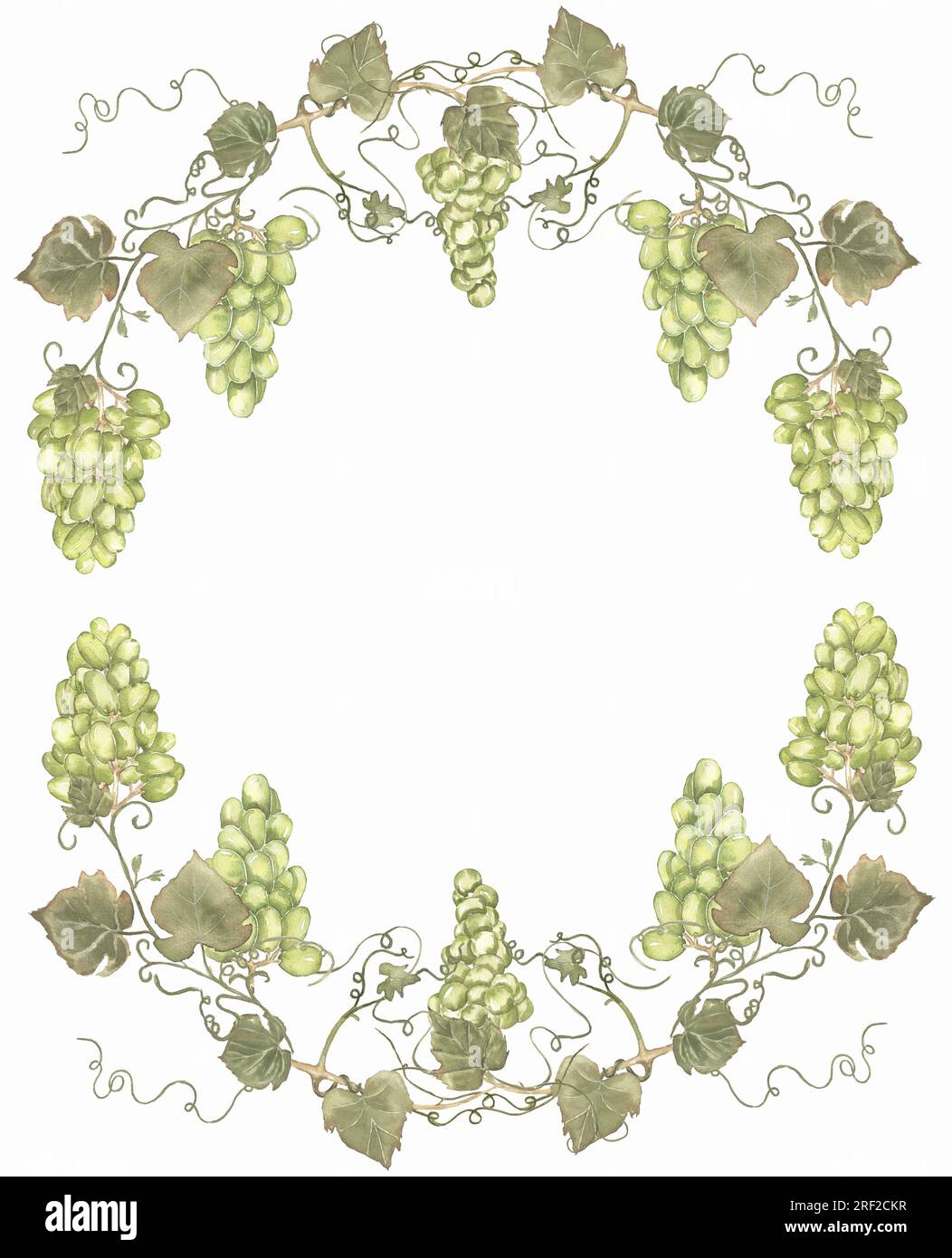 Green grapes field frame illustration, harvest wreath. Watercolor hand ...