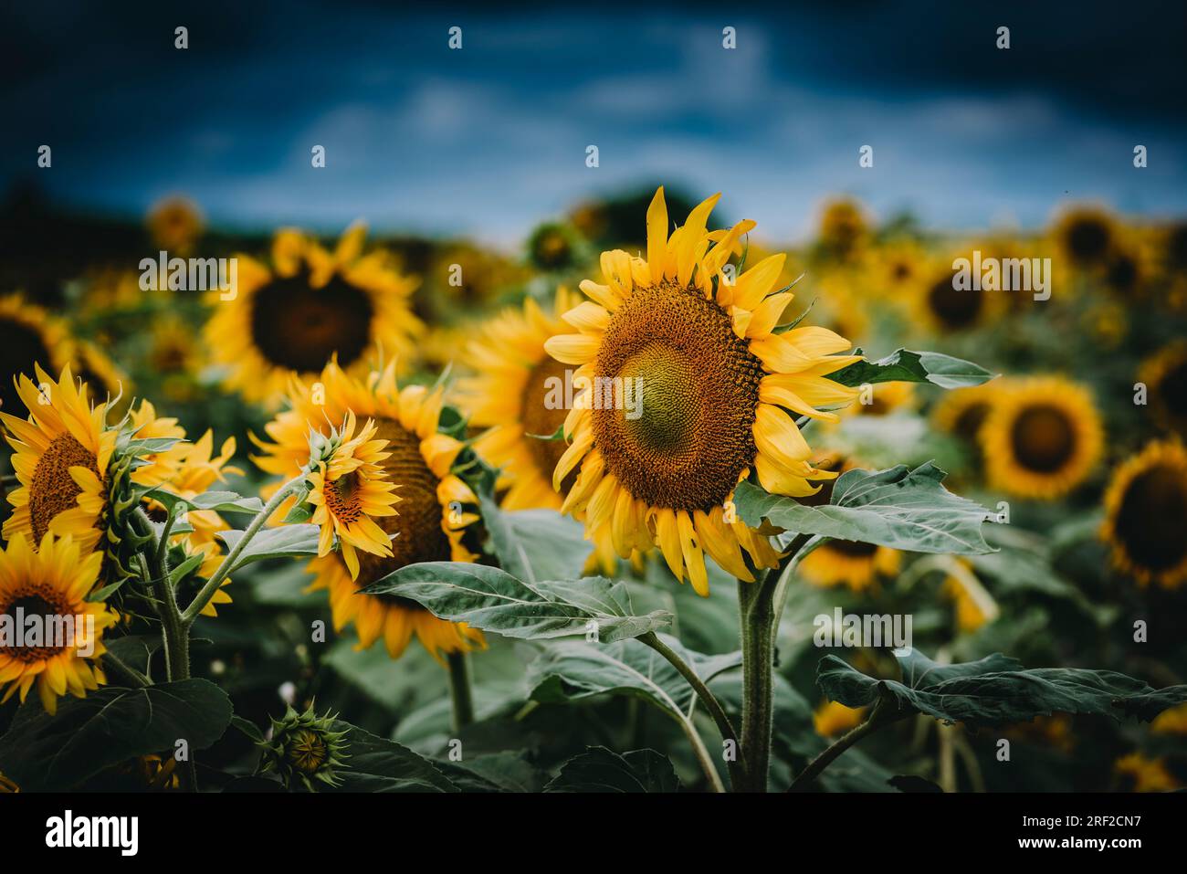 Sunflower under sky hi-res stock photography and images - Alamy