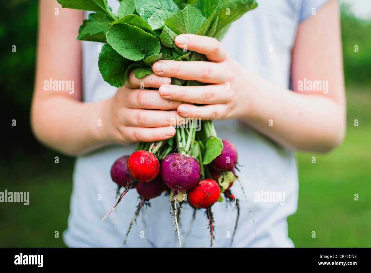 Radishes freshly harvest hi-res stock photography and images - Alamy