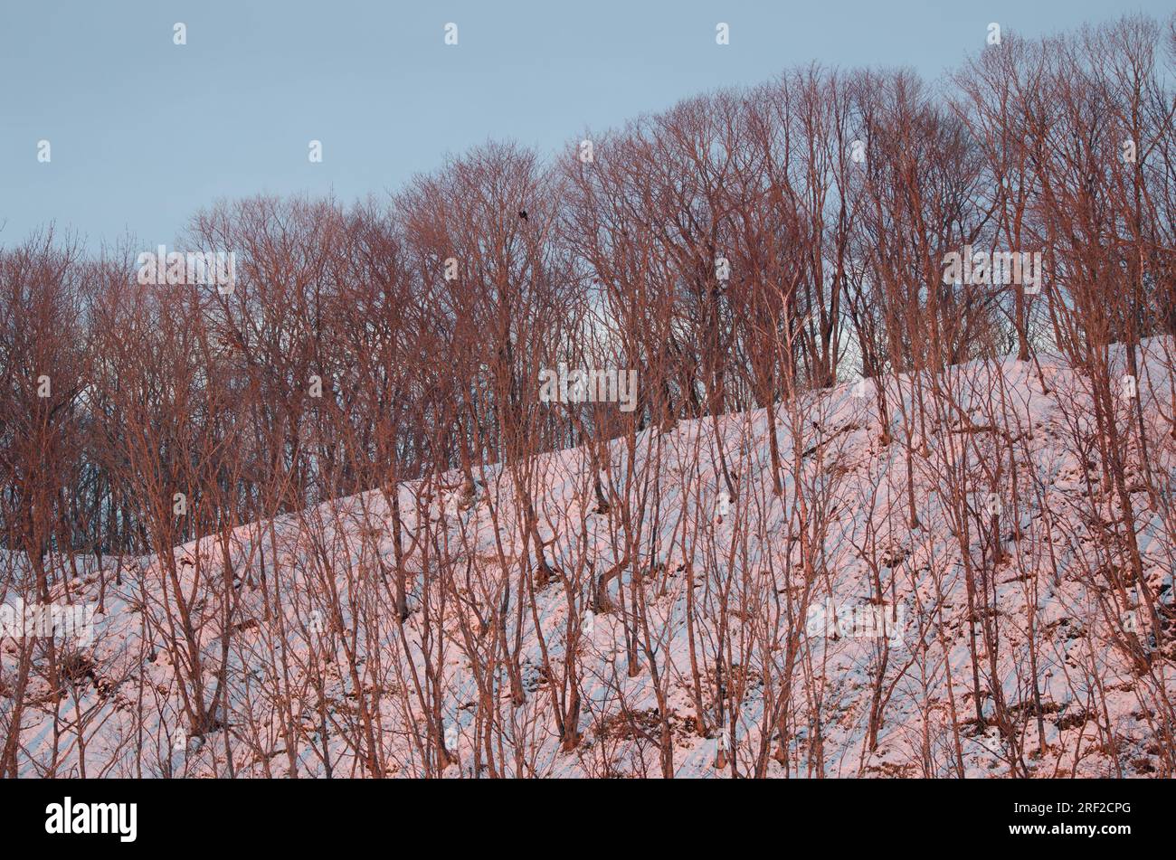 Deciduous forest at sunset. Kushiro Shitsugen National Park. Kushiro ...