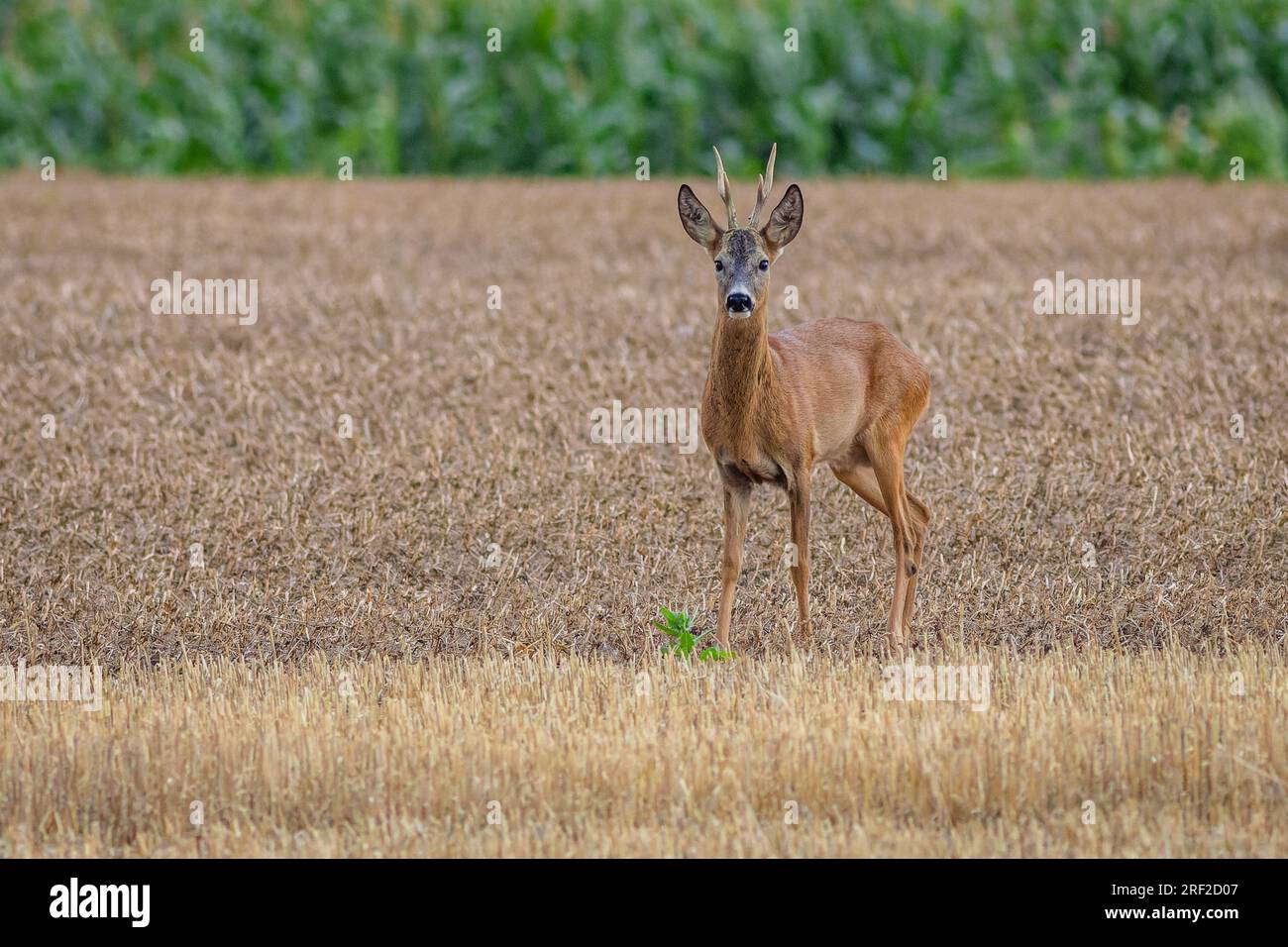 Crop plant hi-res stock photography and images - Alamy