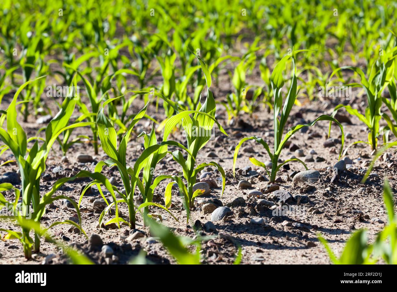 agricultural activities related to the cultivation of sweet corn ...