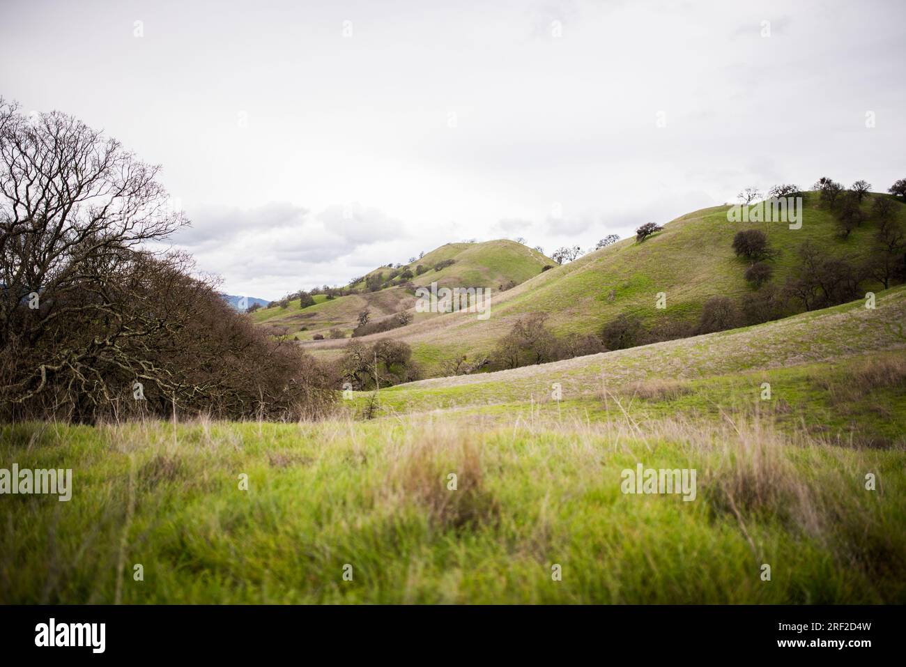 Green California rolling hills with grey sky Stock Photo - Alamy