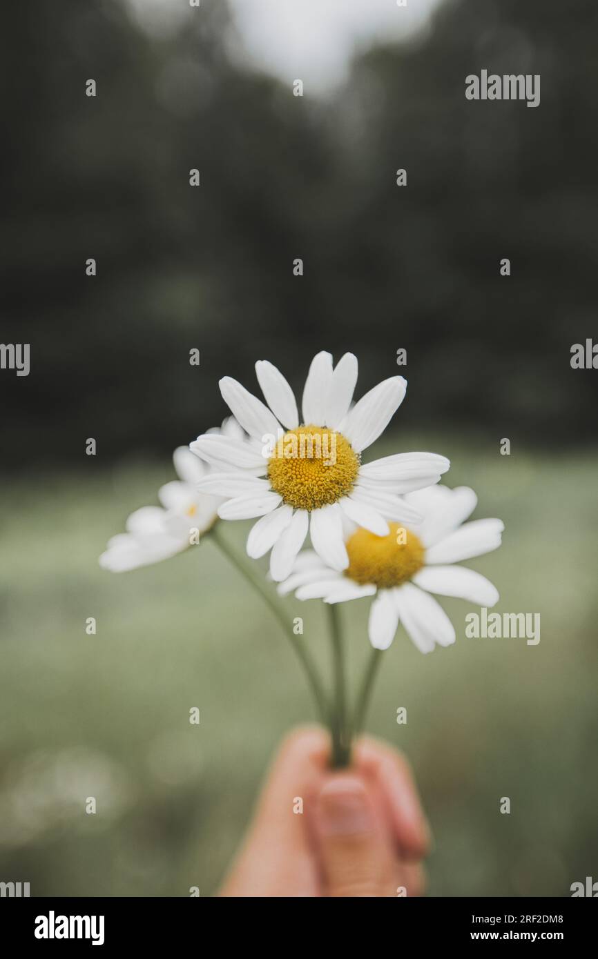 Wild Daisies in Focus, Dark Green Trees behind Stock Photo - Alamy