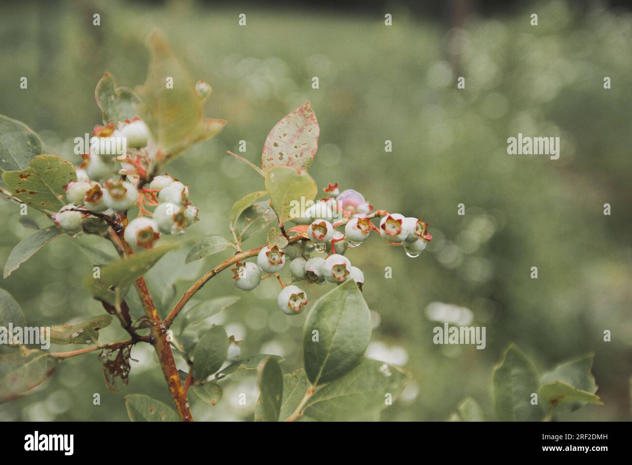Blueberries not yet ripe, Pennsylvania Stock Photo - Alamy