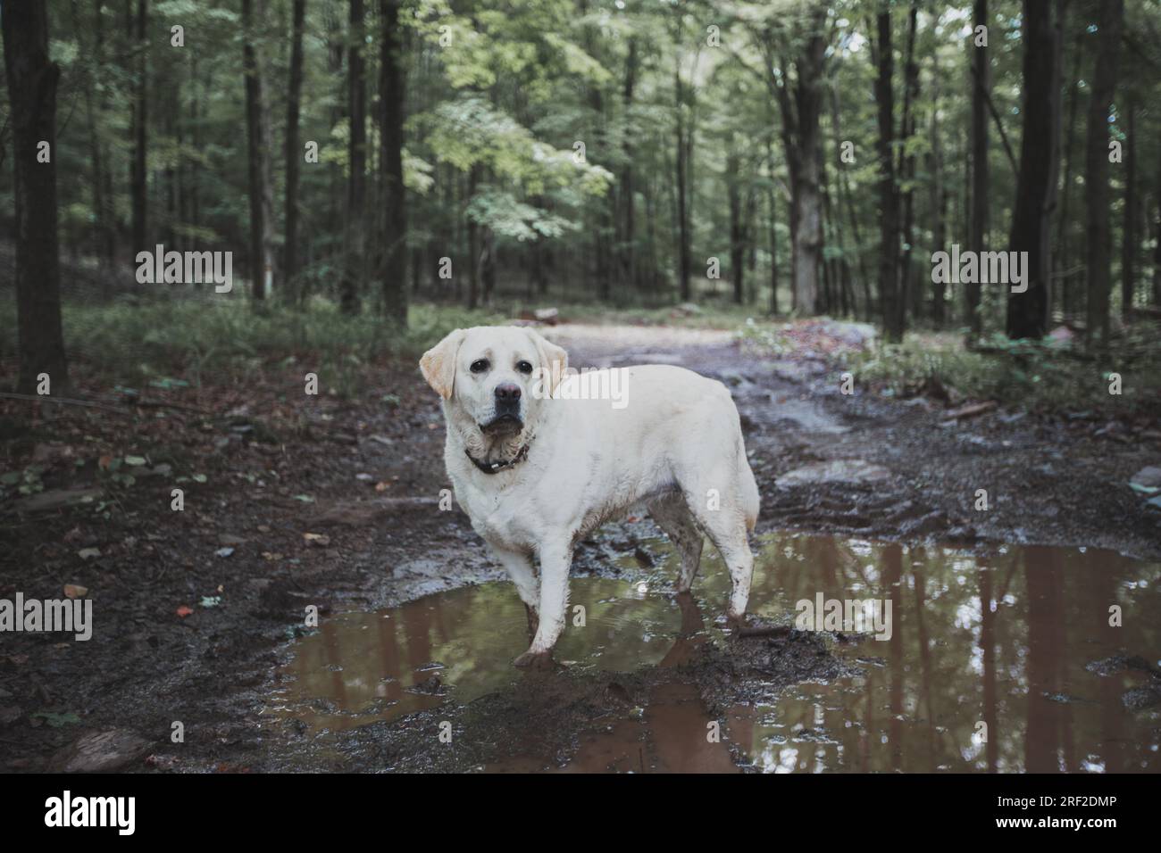 Yellow Lab standing in Mud Puddle in Dark Forest Stock Photo - Alamy