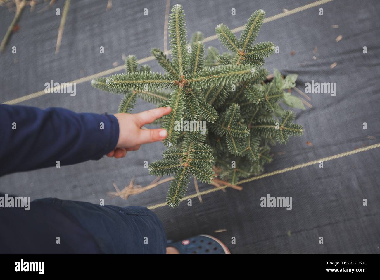 Baby evergreen tree hi-res stock photography and images - Alamy