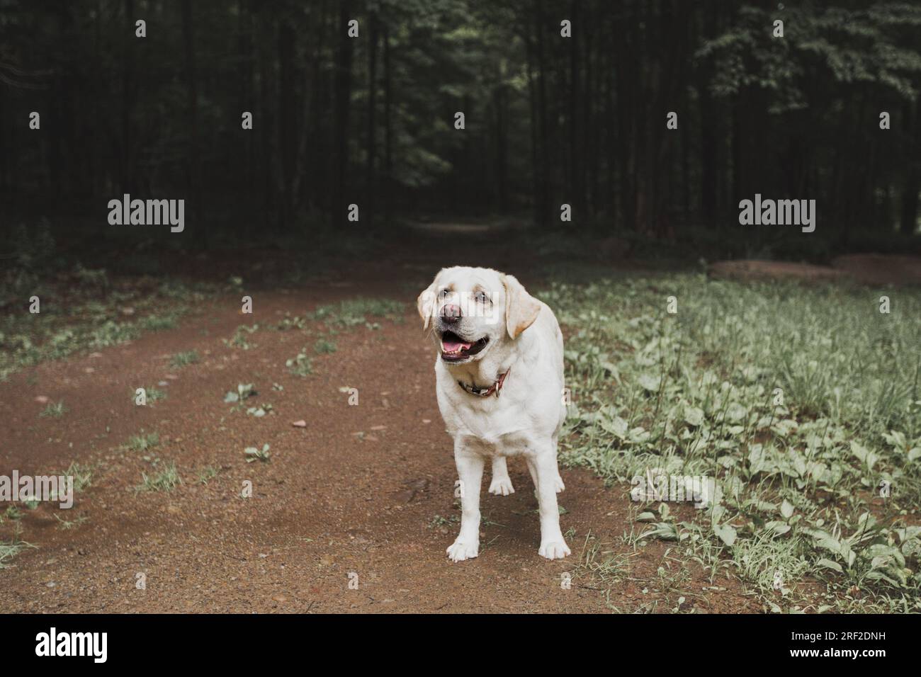 Yellow Lab Smiling in Dark Forest Stock Photo - Alamy