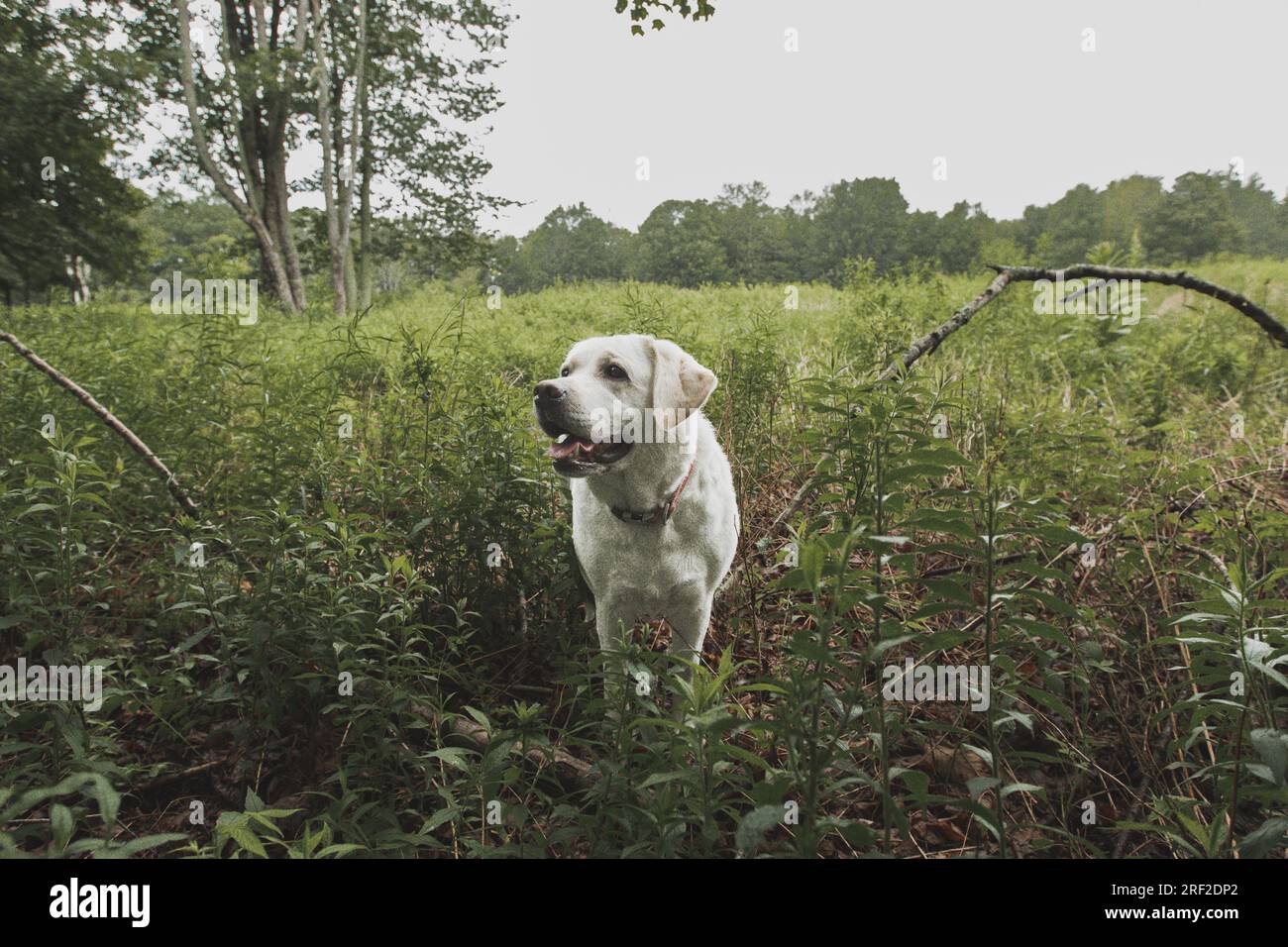 Yellow Lab in Green Overcast Field Stock Photo - Alamy