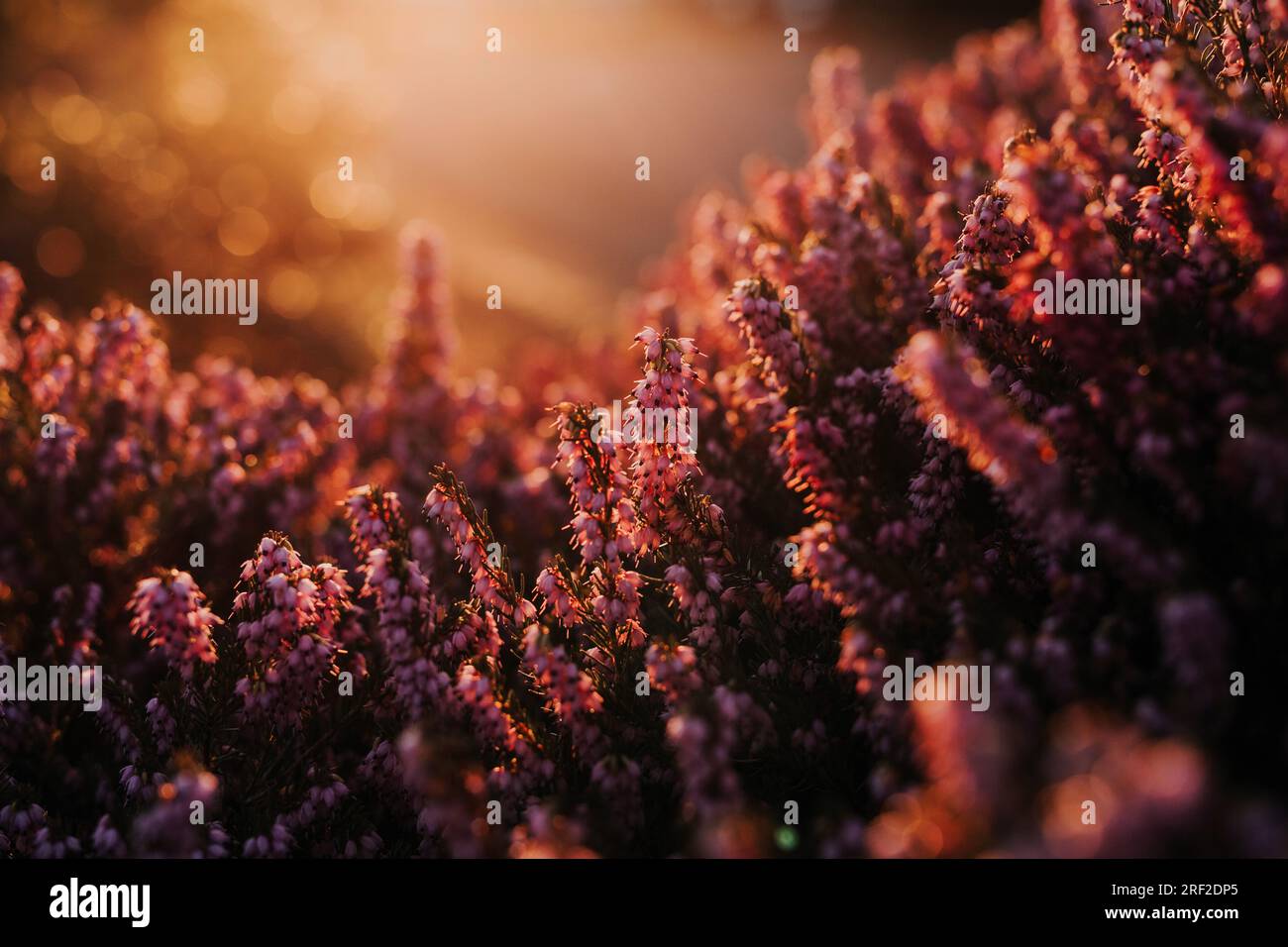 Backlit purple heather at golden hour in Derby, England Stock Photo - Alamy