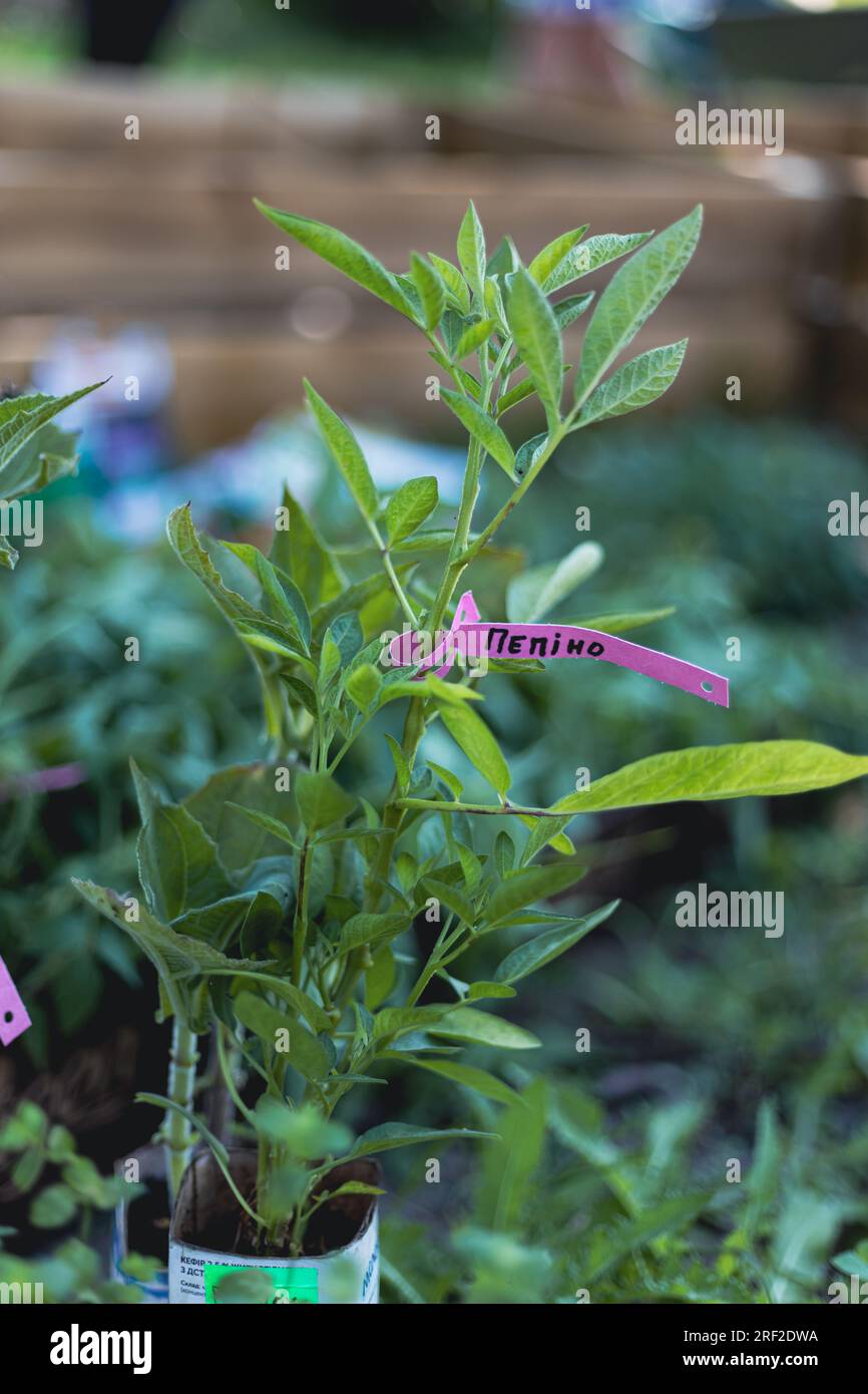 Potted fruit seedling ready for planting with tag Stock Photo - Alamy