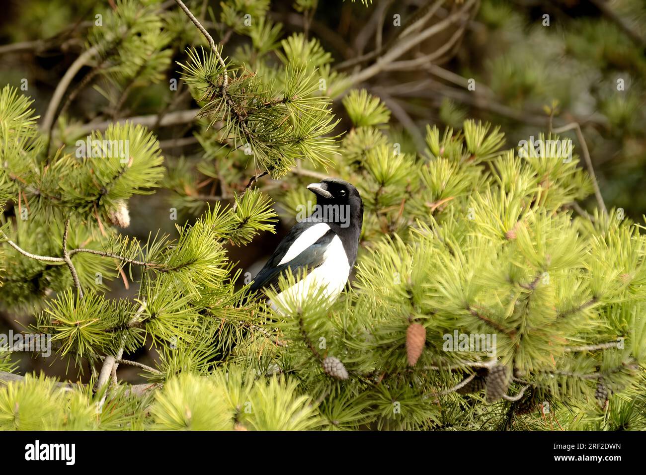 Conifer tree with blue bird hi-res stock photography and images - Alamy