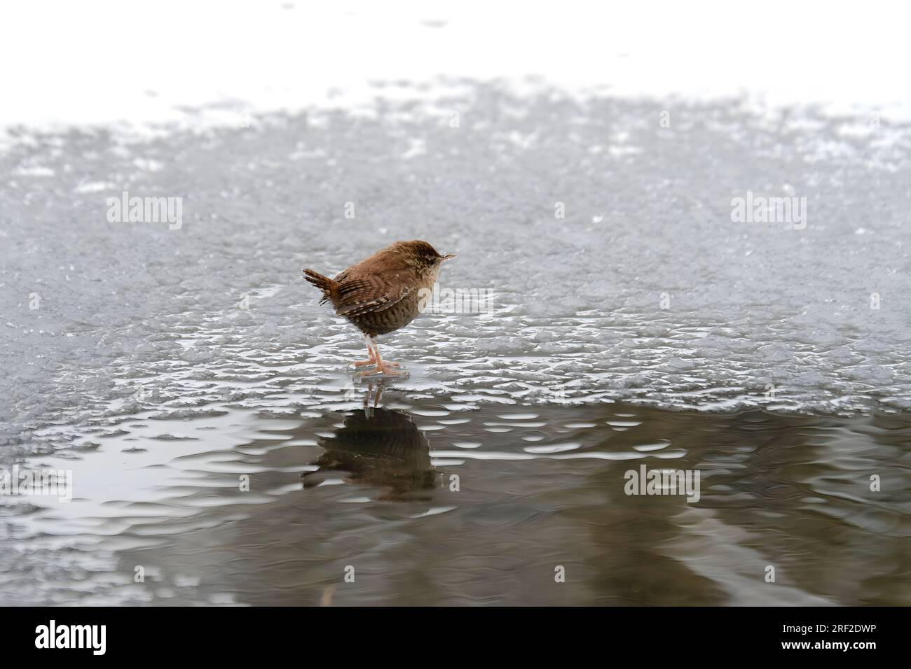 Eurasian wren young bird hi-res stock photography and images - Alamy