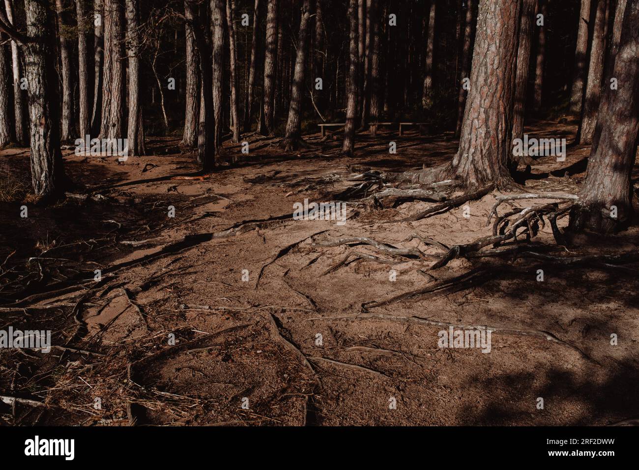 Dark forest clearing hi-res stock photography and images - Alamy
