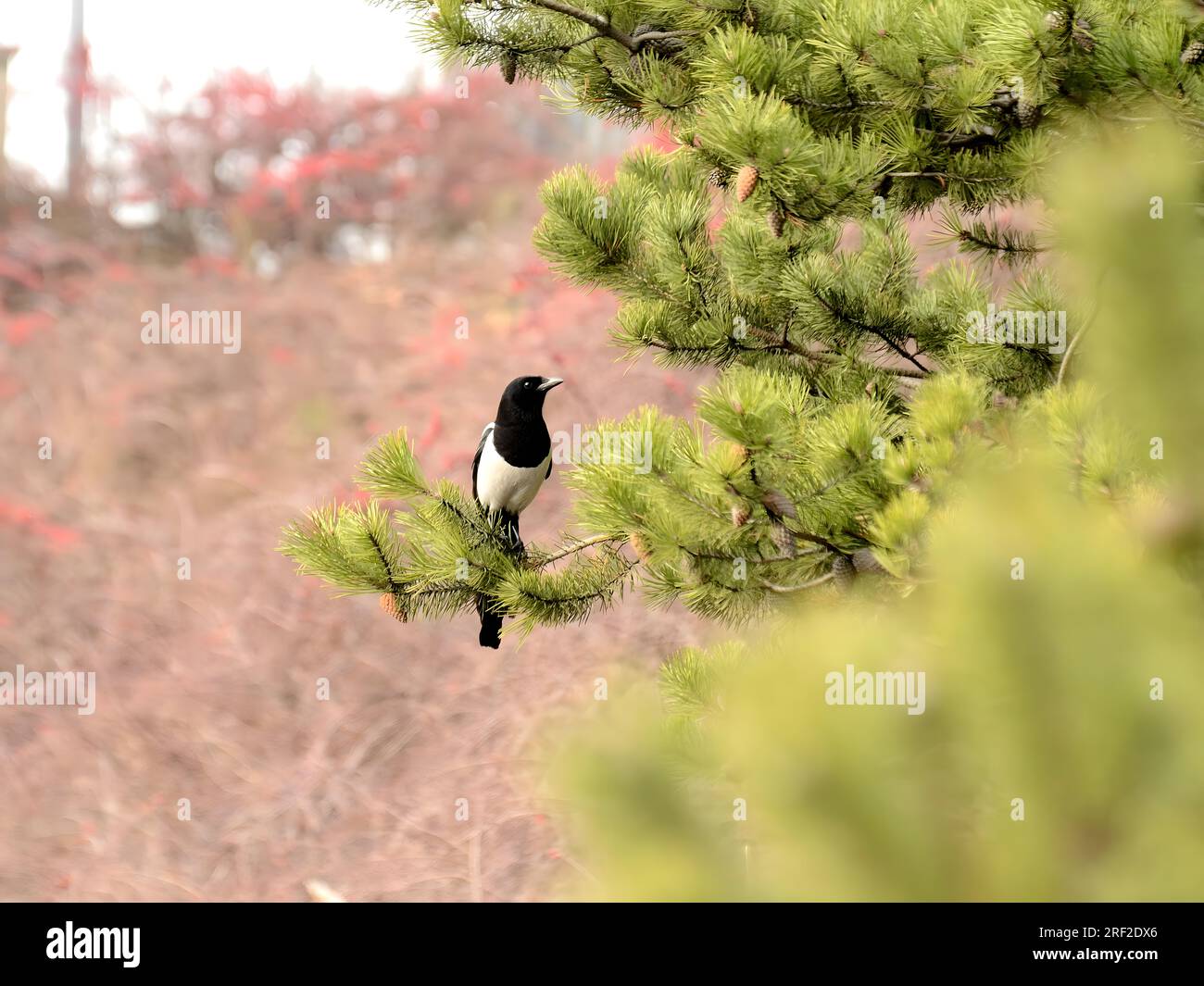 Conifer tree with blue bird hi-res stock photography and images - Alamy