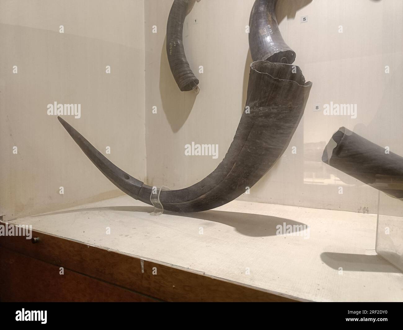 Mithun hi-res stock photography and images - Alamy