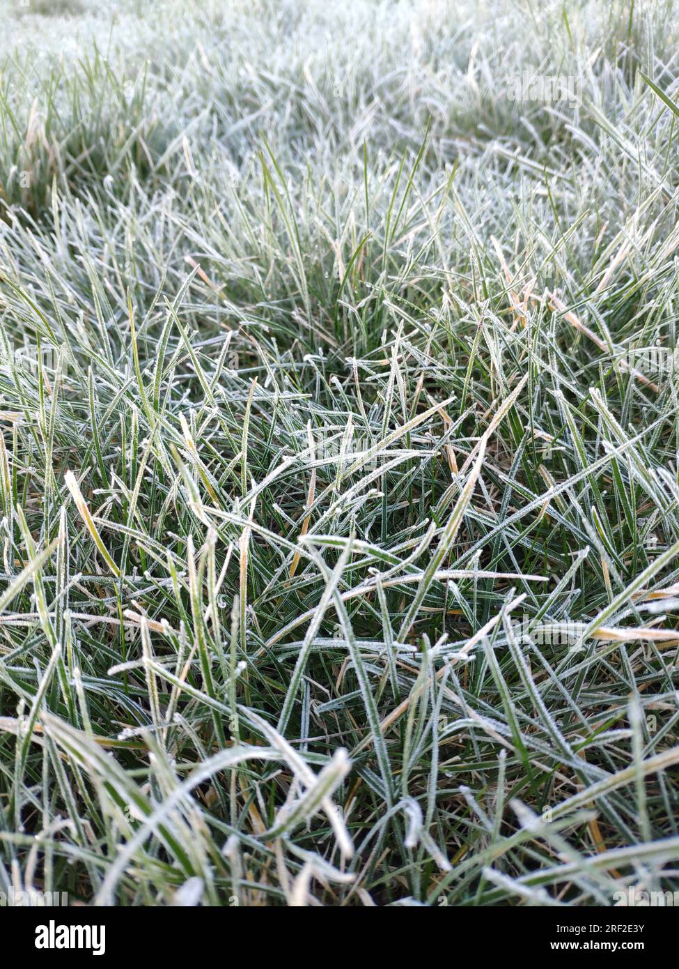 Morning grass cold snap in the garden lawn Stock Photo - Alamy