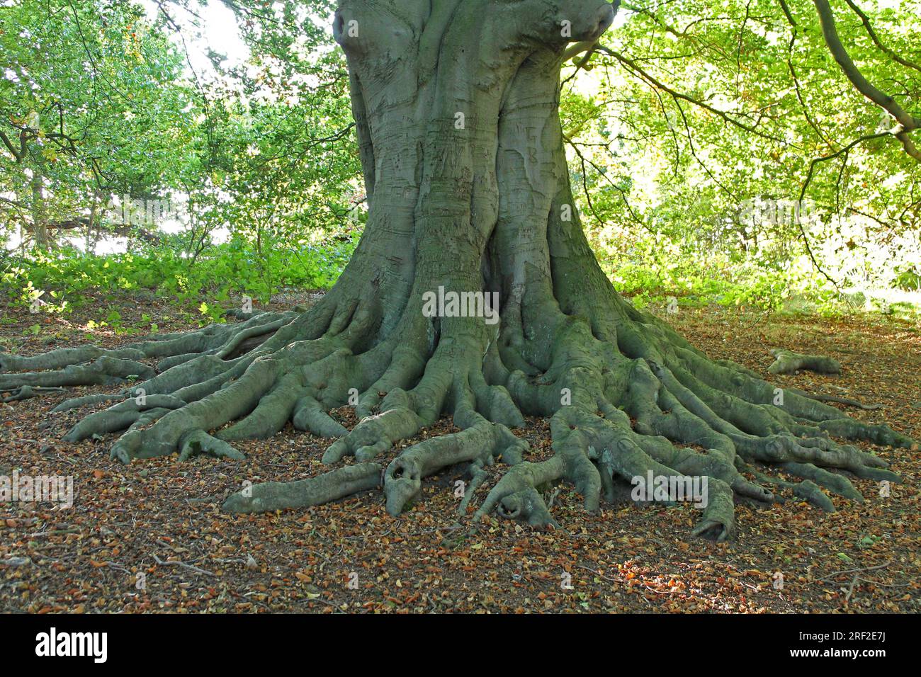 Riverbank exposed tree roots soil hi-res stock photography and images ...