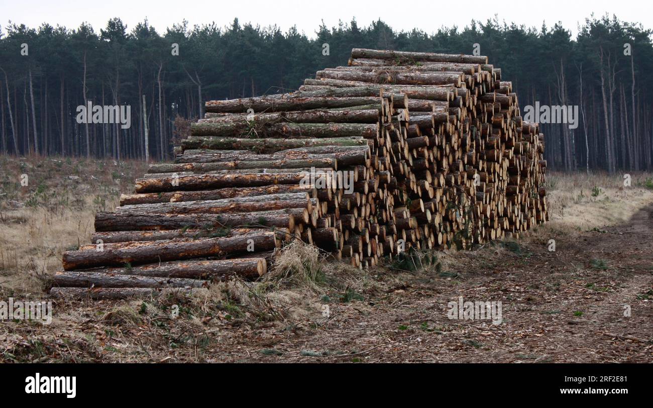 A Pile of Logs in a Pine Wood Forestry Area Stock Photo - Alamy