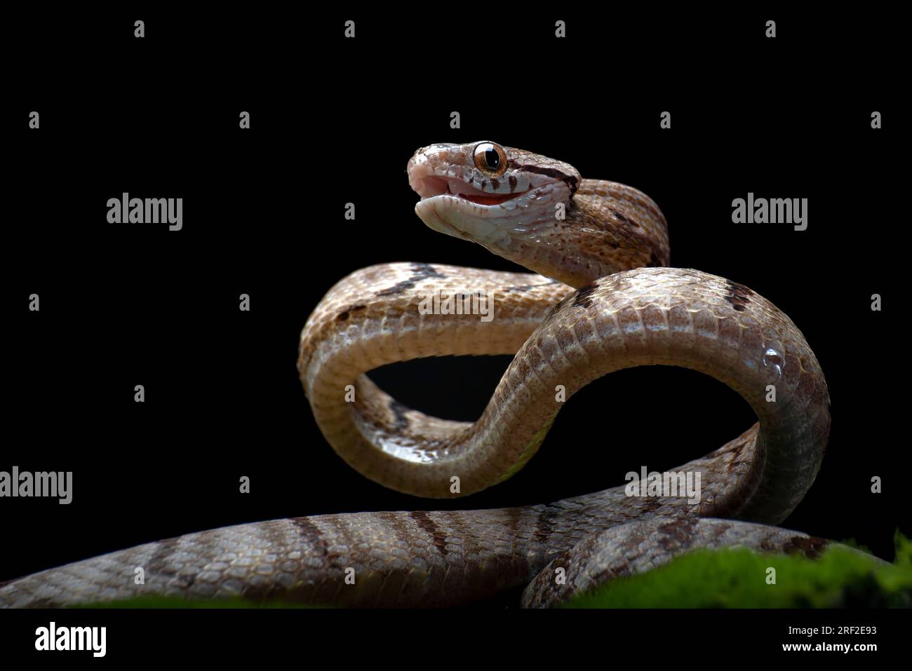 Dog-toothed Cat Snake in attack position Stock Photo - Alamy
