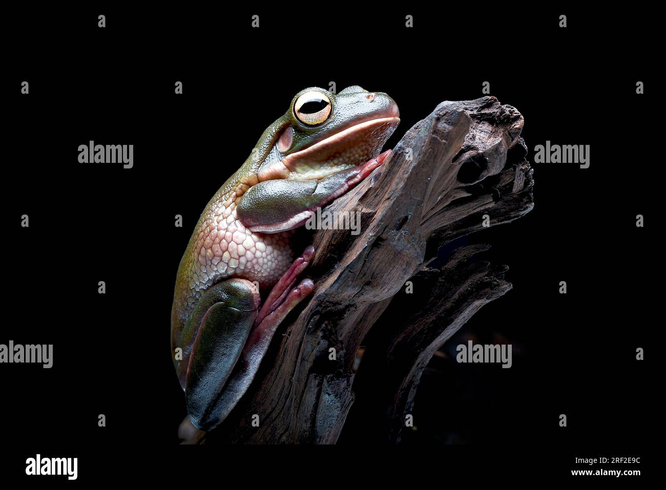 Worlds largest species hi-res stock photography and images - Alamy