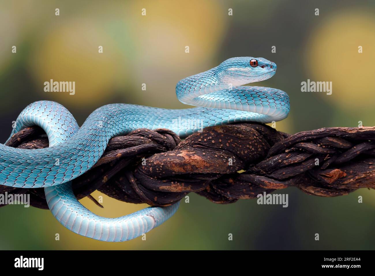 Lesser sunda pit viper on black background Stock Photo - Alamy