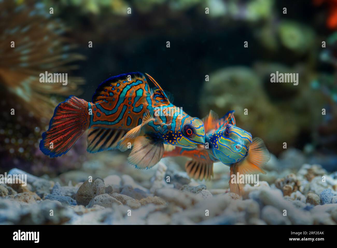 Marine life fishes corals underwater hi-res stock photography and images - Alamy