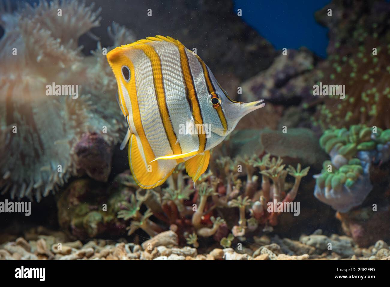 Marine fishes with beautiful corals Stock Photo - Alamy
