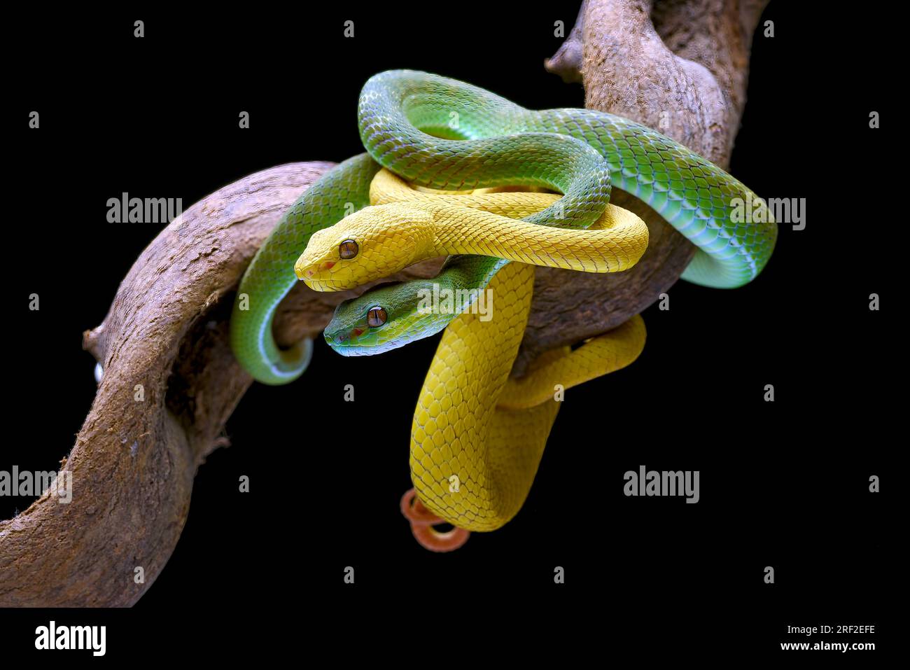 Two vipers on a tree branch Stock Photo - Alamy