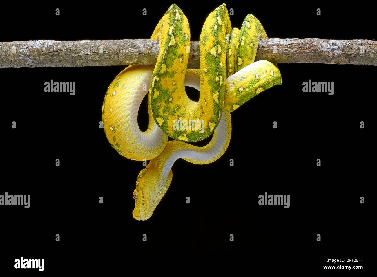 Green tree phyton with black background Stock Photo - Alamy