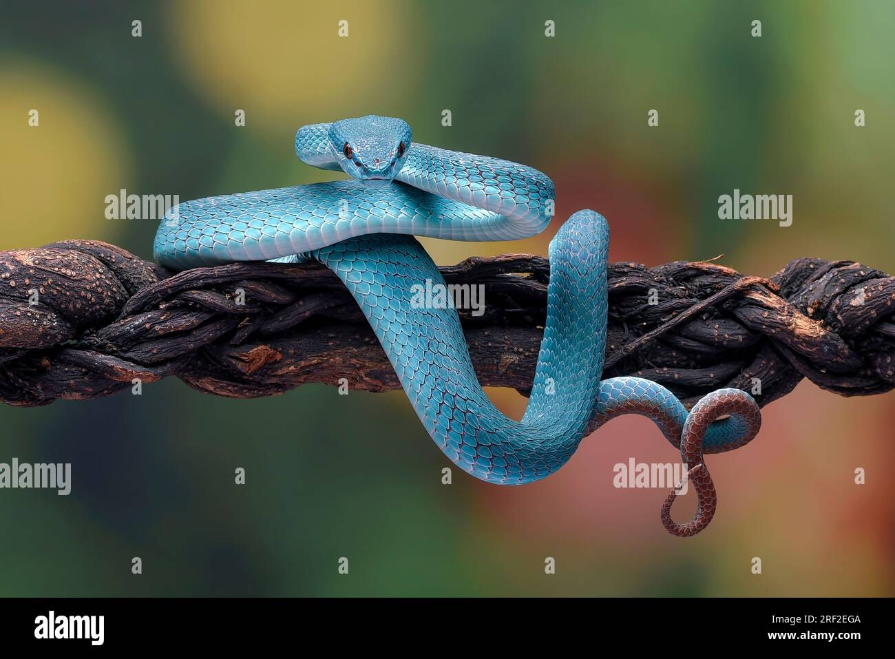 Lesser sunda pit viper on black background Stock Photo - Alamy
